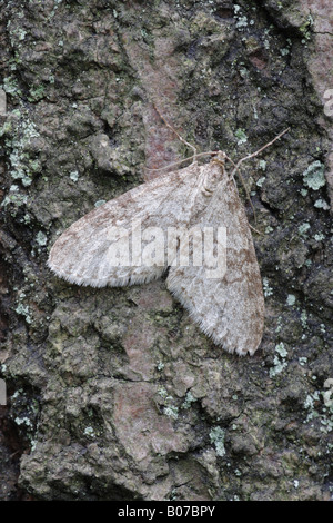Early tooth-striped moth Trichopteryx carpinata on white background ...