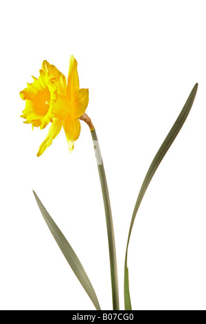 Beautiful single narcissus flower isolated on a white background Stock ...