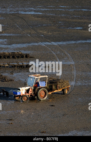 Oyster farmers working, Croig, Mull, Scotland, UK Stock Photo - Alamy