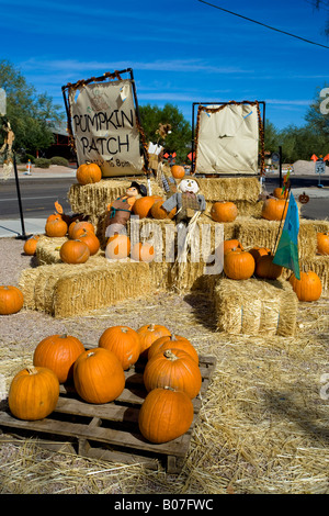 Pumpkin Patch Scottsdale Phoenix Southern Arizona USA Stock Photo - Alamy