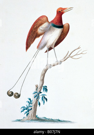 King bird-of-paradise, Cicinnurus regius, and two Suriname hummingbird ...