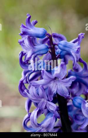blue hyacinth flowerbed Stock Photo - Alamy