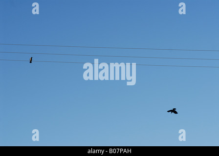 Crows on a power line Stock Photo - Alamy