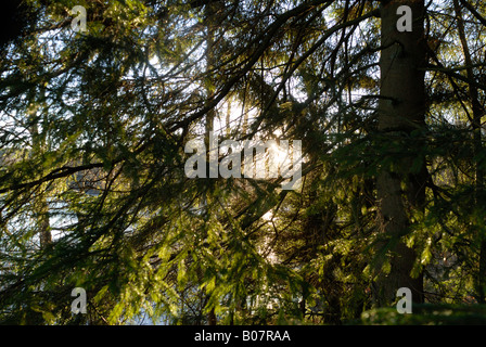 Boreal forest of fir tree, Sweden Stock Photo - Alamy