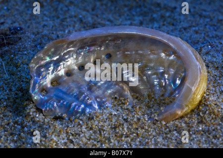 Mediterranean ormer, common ormer (Haliotis lamellosa, Haliotis ...