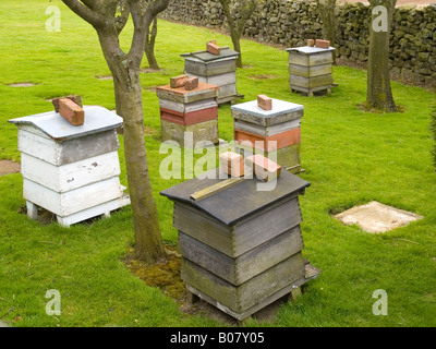 Traditional WBC and National bee hives in a small orchard in Danby ...