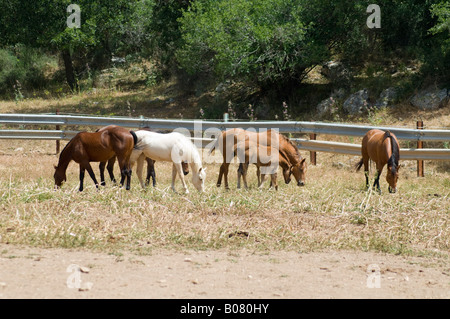 Israel Kibbutz Alonim horses in a corral Stock Photo - Alamy