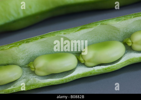Fava Beans in open pod Stock Photo - Alamy