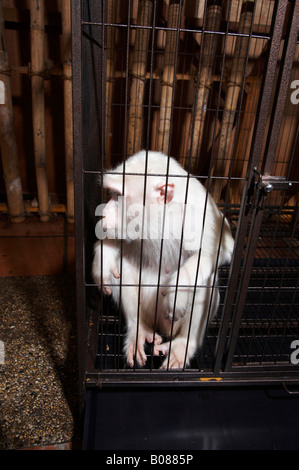 Side view of White Monkey inside cage Stock Photo - Alamy