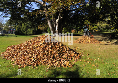 Gathering autumn/fall leaves at the Botanic Gardens of Christchurch New ...