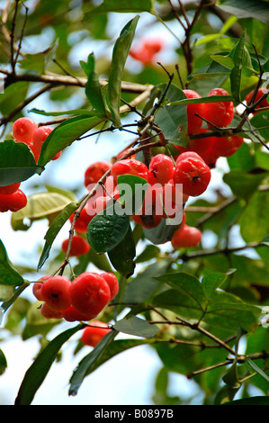 Jamba (sweet red goose berries Stock Photo - Alamy