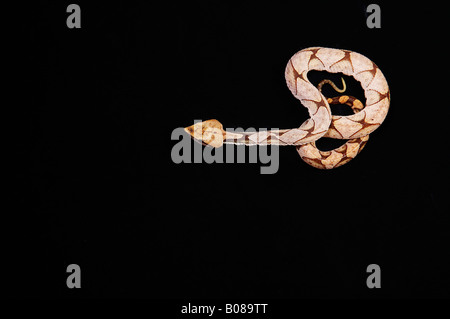 Top view of Sharp Nose Viper Stock Photo - Alamy