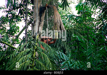 Kallu Chethu (Toddy collection Stock Photo - Alamy