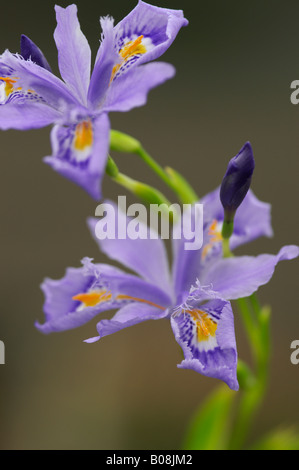 iris confusa martyn rix blue flower blooms blossoms bamboo iris crested ...