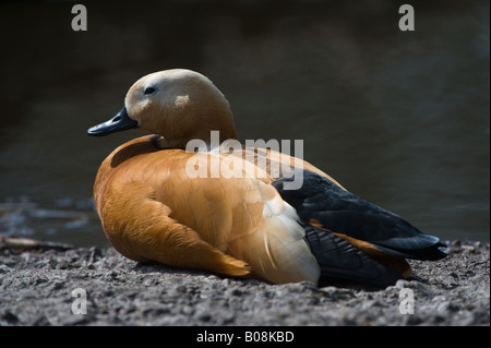 Ruddy Shelduck (Tadorna ferruginea) adult female standing on bolder by ...