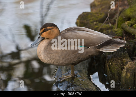 Philippine Duck, Anas luzonica, Anatidae. Rare Duck from the ...