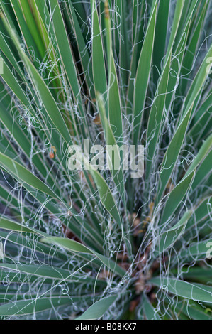 Yucca constricta Buckley Yucca constricta Buckley Stock Photo - Alamy