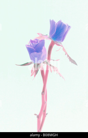 A digitally altered image of two entwined single stem roses Stock Photo ...