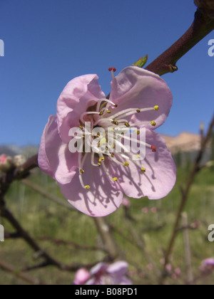 Detail of prunus persica pink flowers blossom in spring Stock Photo - Alamy