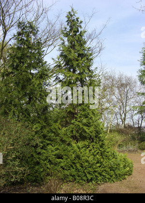 Hiba cedar, HIba, Hiba arborvitae Thujopsis dolabrata Thuja dolabrata ...