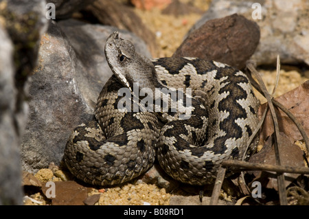 Side view of baby vipera latastei snake over white Stock Photo - Alamy