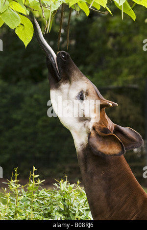 Okapi (Okapia johnstoni) eating a plant and seen from profile Stock ...