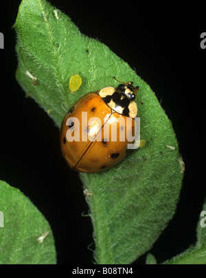 HARLEQUIN LADYBIRDS (Harmonia axyridis) and 4-spotted ladybirds ...