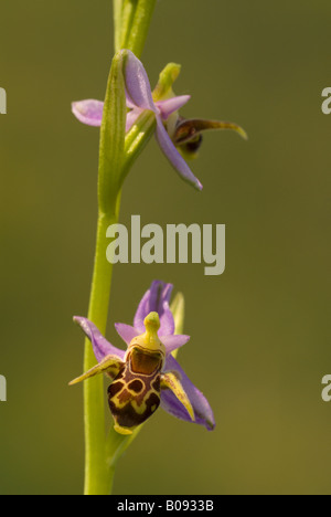 gadfly ophrys (Ophrys oestrifera, Ophrys cornuta), blooming, Greece ...