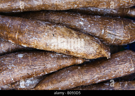 Cassava or Manioc roots (Manihot esculenta Stock Photo - Alamy