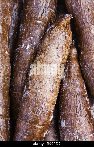 Cassava or Manioc roots (Manihot esculenta Stock Photo - Alamy