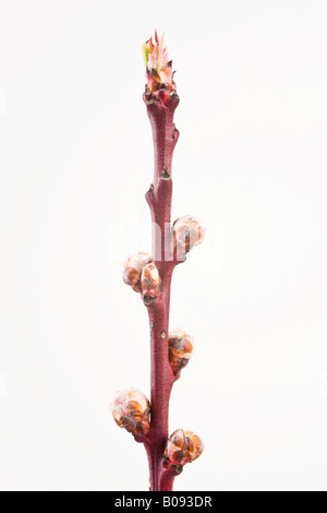 Prunus persica, Peach, Pfirsich, close up, broken stone with seed ...