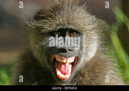 baboon monkeys showing its teeth Stock Photo - Alamy