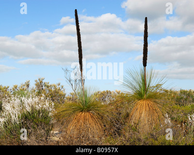 Grass-tree Xanthorrhoea australis or Southern grass tree, Australian ...