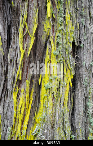 Tuart trees, Eucalyptus gomphocephala, Tuart Forest National Park ...