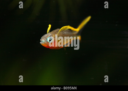 Forktail Blue-eye, Neon Rainbow (Pseudomugil furcatus, Pseudomugil ...