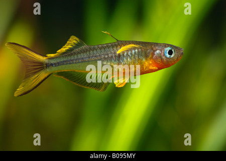 Forktail Blue-eye, Neon Rainbow (Pseudomugil furcatus, Pseudomugil ...