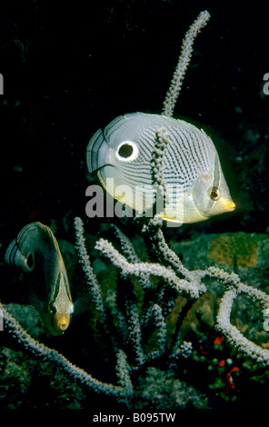 Four-eye butterflyfish (Chaetodon capistratus) over brain coral ...