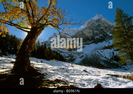 Sycamore maple maple (Acer pseudoplatanus), tree avenue, Oberstdorf ...