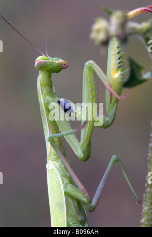 European Praying Mantis (Mantis religiosa), Feldthurns, Bolzano-Bozen ...