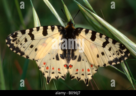 Spanish festoon, butterfly, (Zerynthia rumina), sunbathing, Andalusia ...