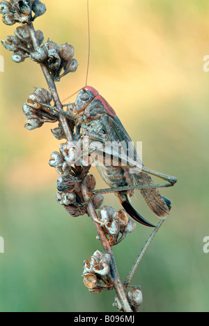 Grey Bush Cricket (Platycleis albopunctata) on berries, Noord-Holland ...