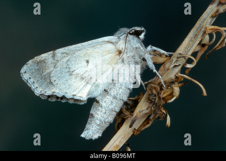 miller moth, (Acronicta leporina Stock Photo - Alamy