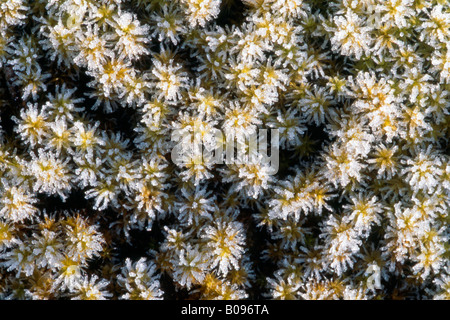 springy turf-moss, rhytidiadelphus squarrosus Stock Photo - Alamy