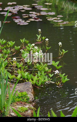 Pond plant, Bogbean, Menyanthes trifoliata, white hairy flower Stock ...