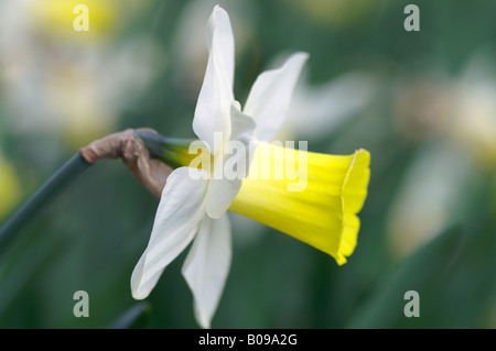 NARCISSUS BRAVOURE DAFFODIL Stock Photo - Alamy