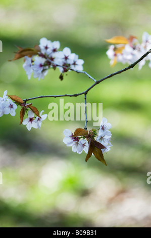 Prunus 'hillieri spire'. Cherry tree in blossom in April. UK Stock ...