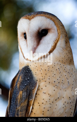 Barn owl with a soft blue sky background Stock Photo - Alamy