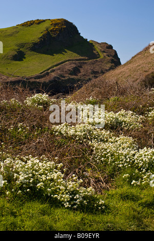 Flowers in Devon Stock Photo - Alamy