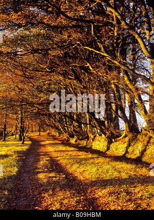 Trees near Triscombe Stone, Quantock Hills, Exmoor Stock Photo - Alamy