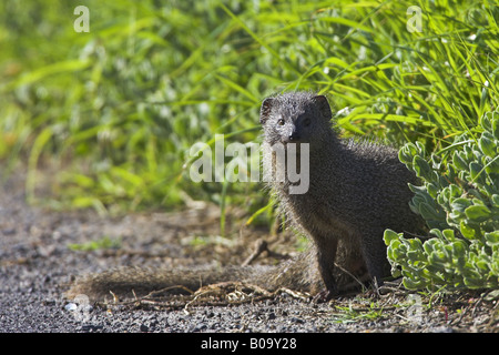 Marsh mongoose (Atilax paludinosus). The marsh or water mongoose lives ...